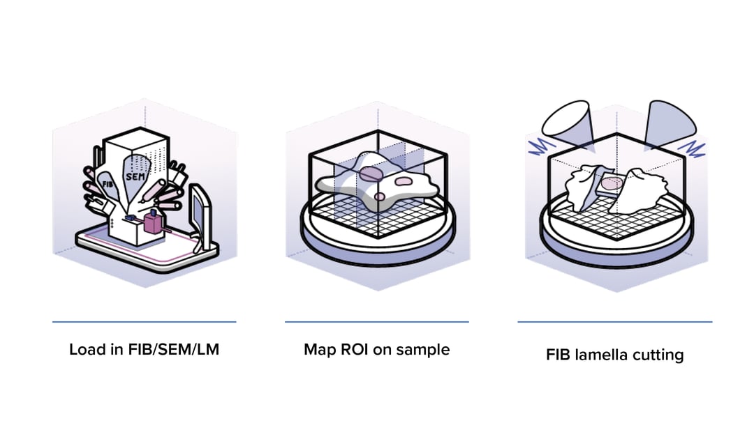 Using integrated fluorescence light microscopy to improve the cryo ... Using integrated fluorescence light microscopy to improve the cryo ...